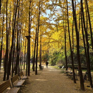 The 16 Best Parks in Seoul | MyBestSeoul