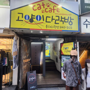 The 12 Best Cat Cafes in Seoul | MyBestSeoul